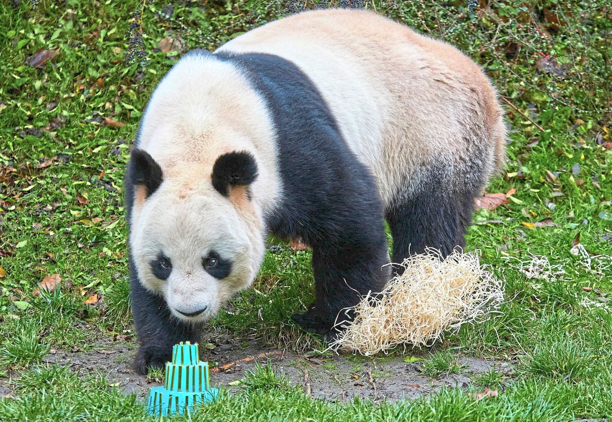 France bids farewell to beloved panda pair | The Star