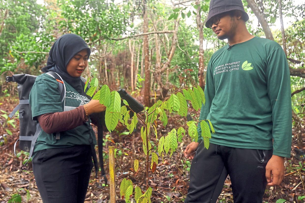 Restoring nature, one tree at a time | The Star