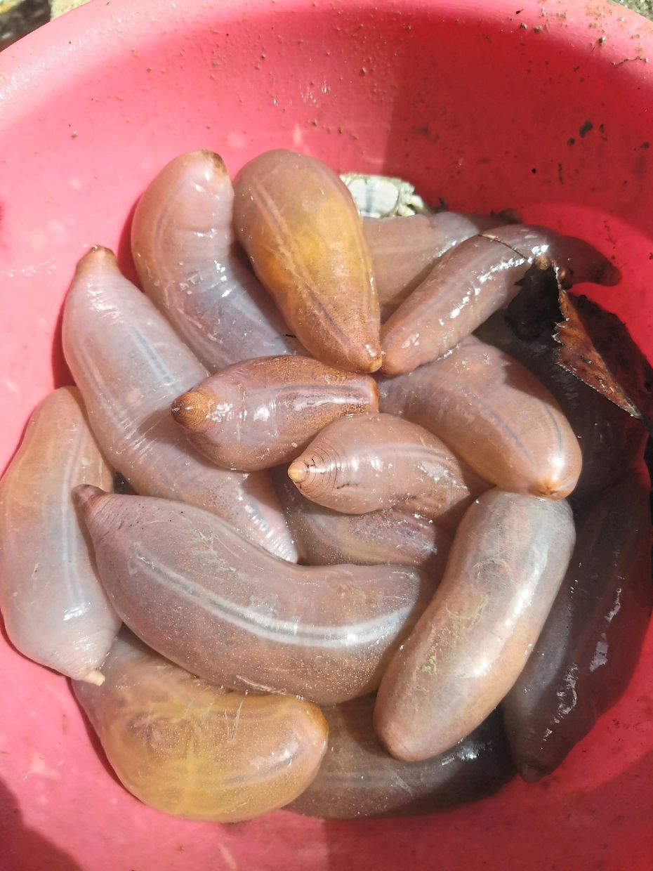 Uncovering beronok, Langkawi's unique edible sea slug | The Star