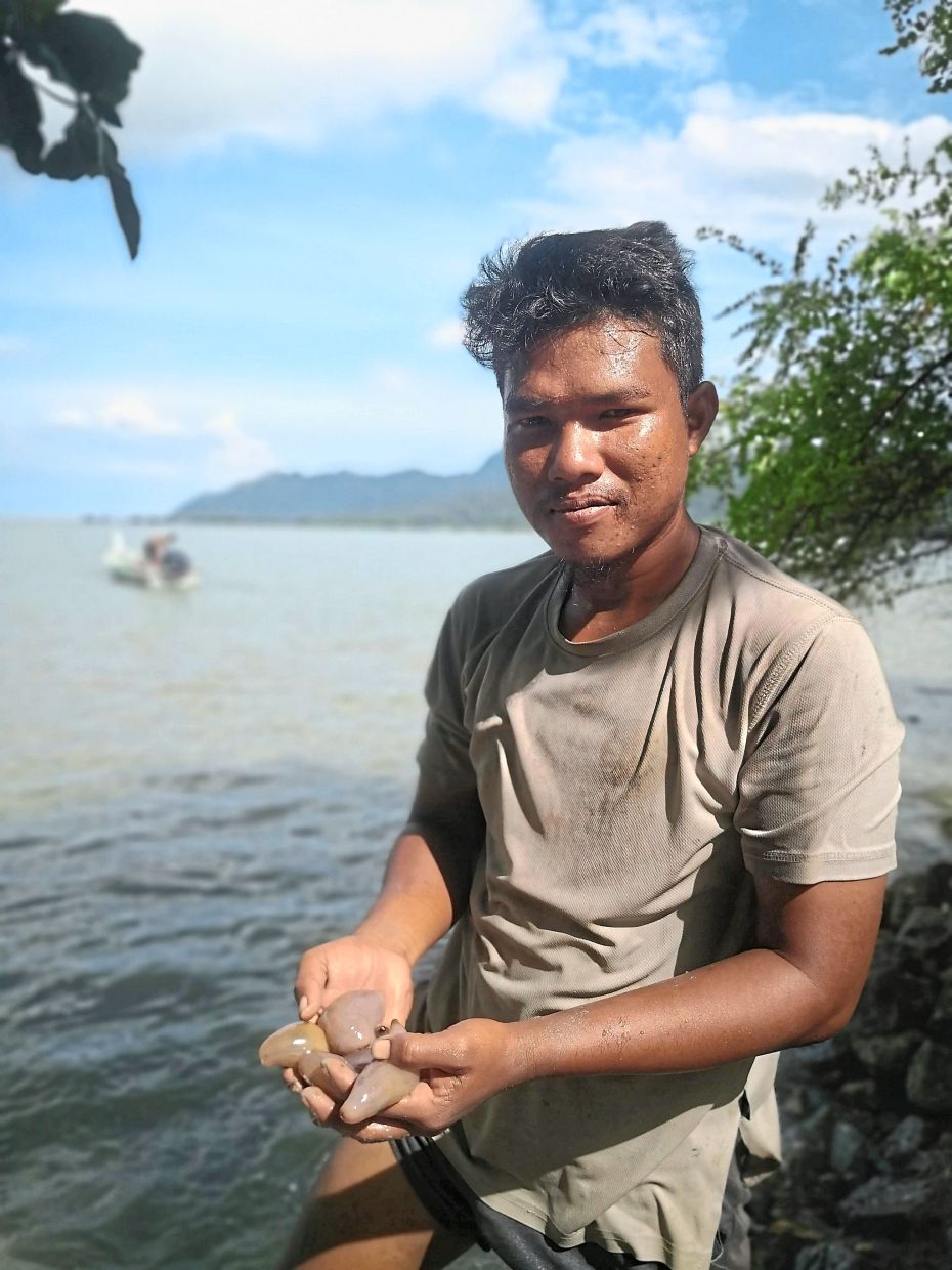 Uncovering beronok, Langkawi's unique edible sea slug | The Star