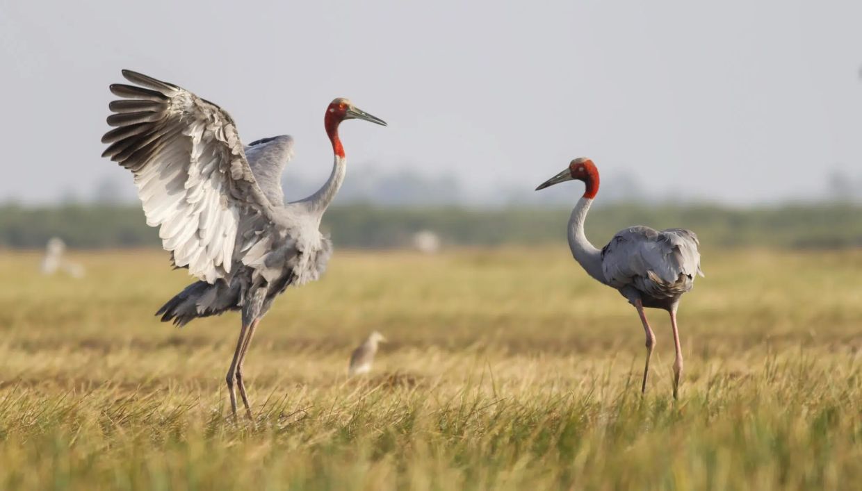 Vulnerable and endangered, but sarus cranes trumpet their fight for survival in Cambodia | The Star