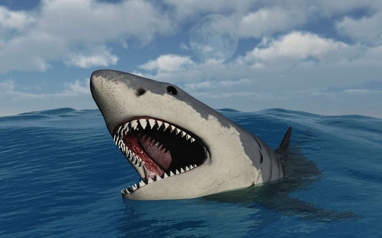 Before megalodon, researchers say a monstrous shark ruled ancient ...