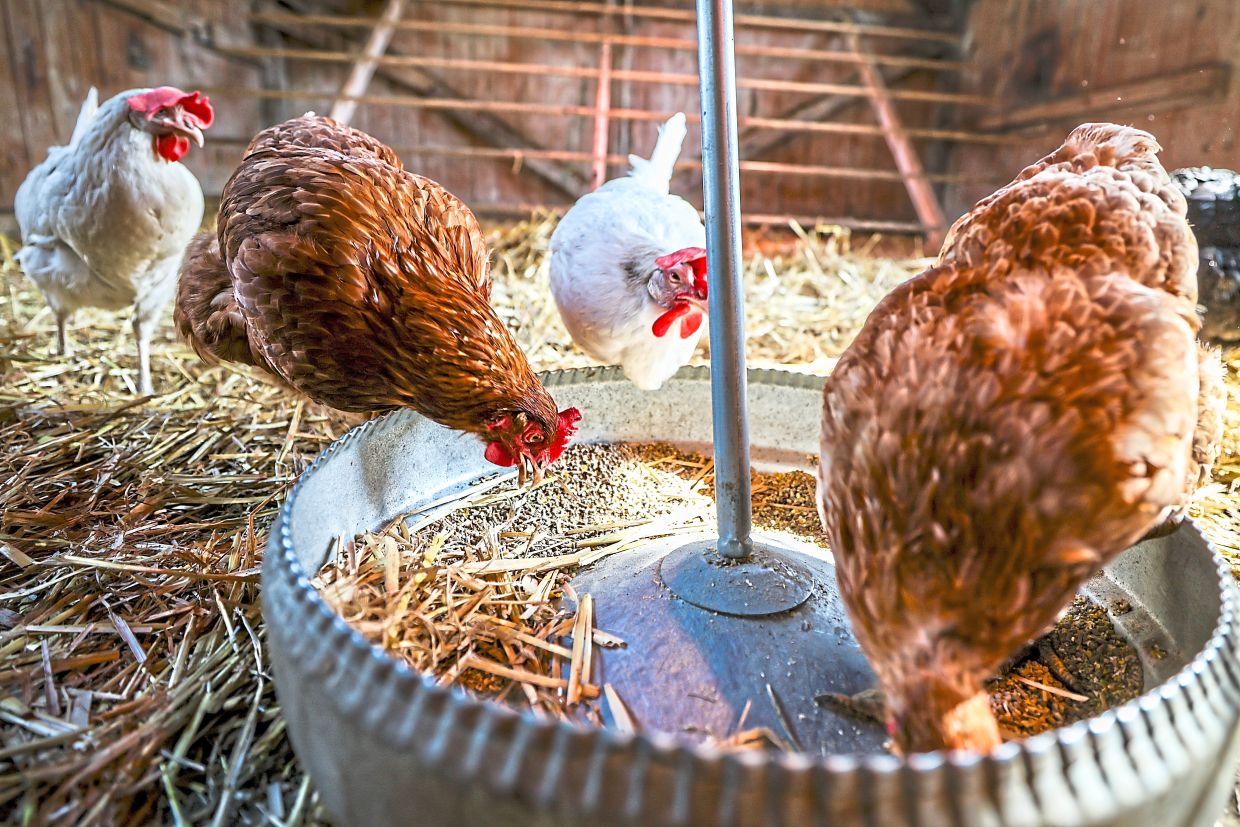 Chickens in jail: Prisoners nurse sick poultry back to health in ...