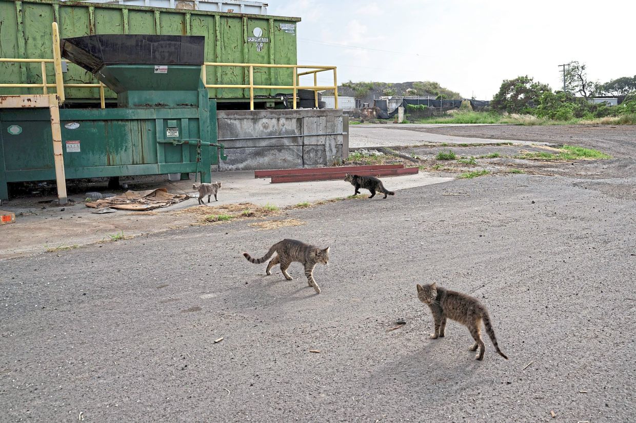 Catching stray cats to help endangered native species in Hawaii | The Star