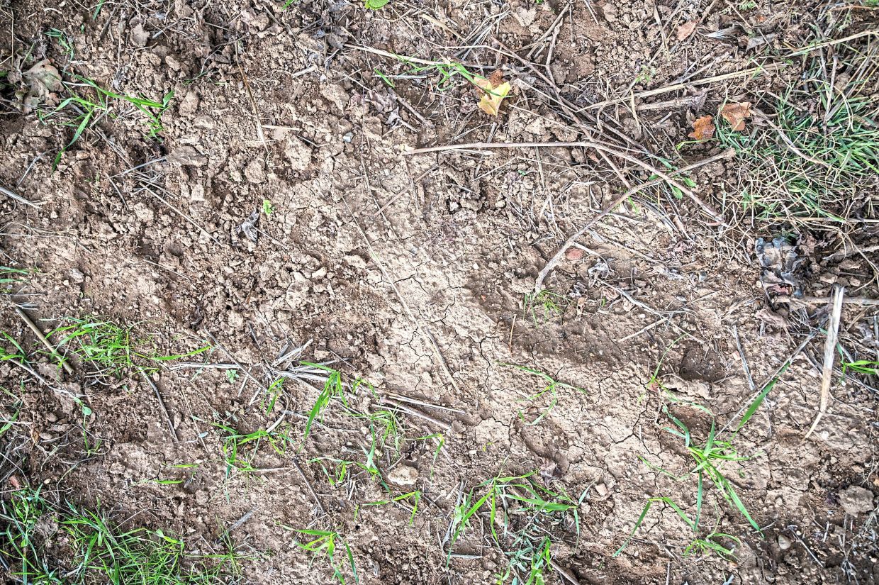 Bears in the backyard: Greek villages have a growing predator problem ...