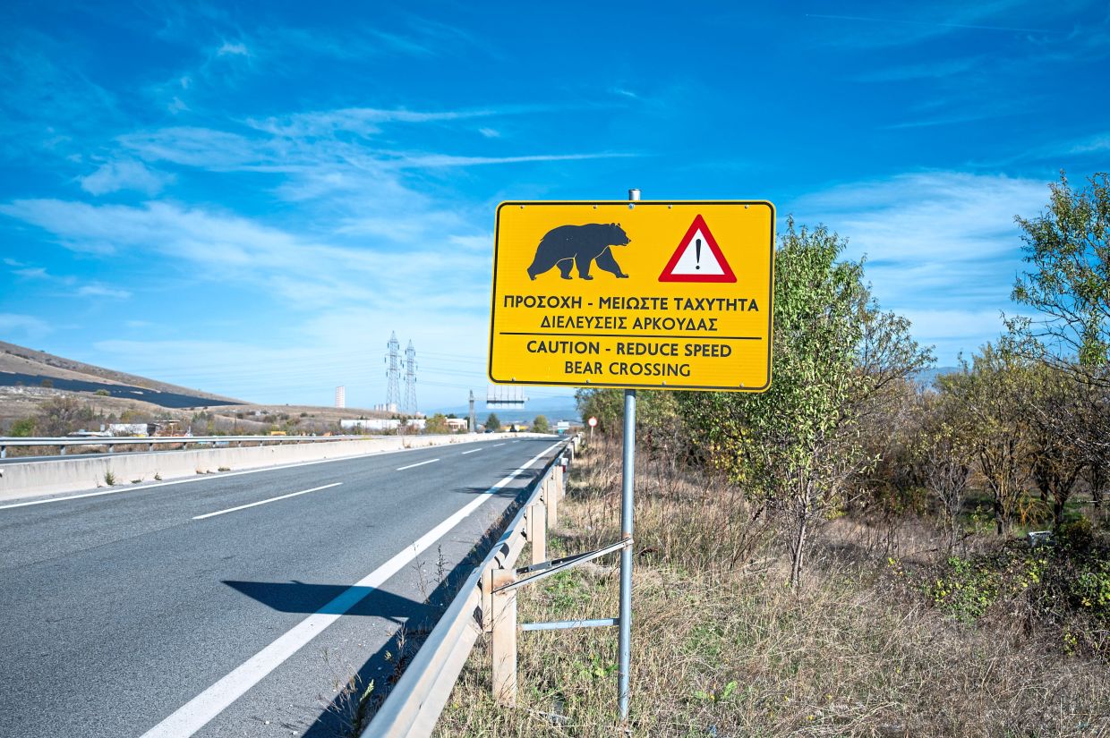 Bears in the backyard: Greek villages have a growing predator problem ...