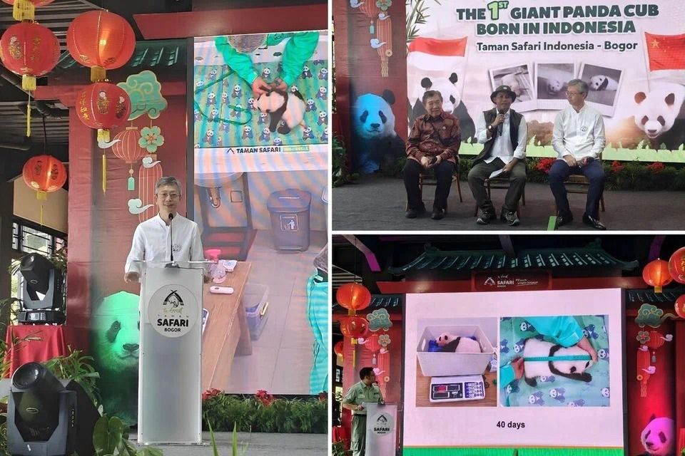 China praises Indonesia on first ever panda cub’s birth | The Star