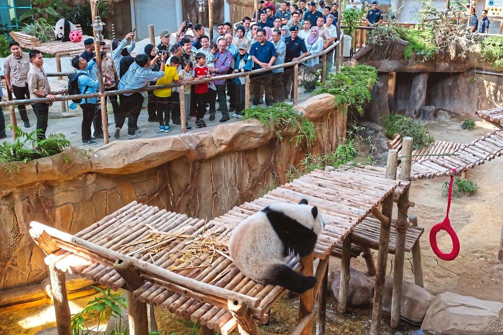 Zoo visitors thrilled by surprise | The Star