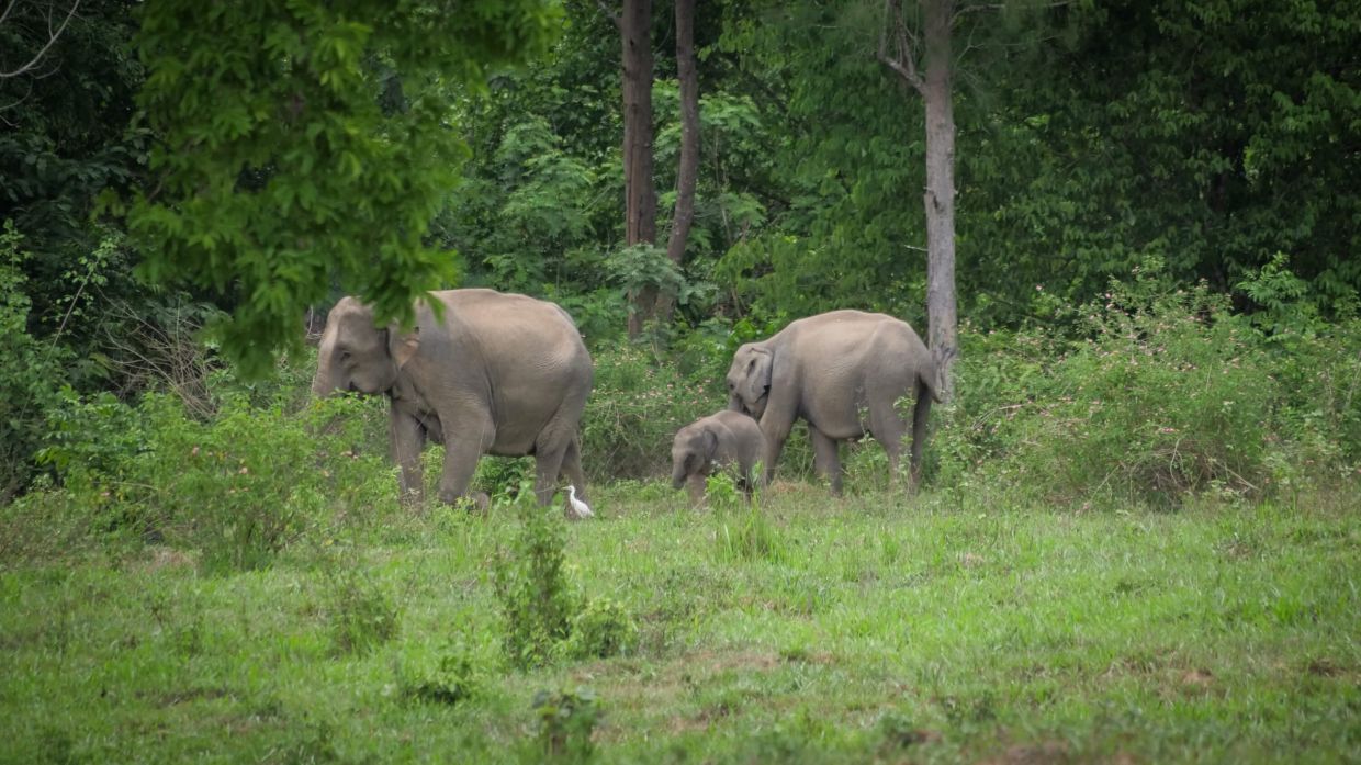 Thailand uses contraceptive vaccine to limit wild elephant births | The ...