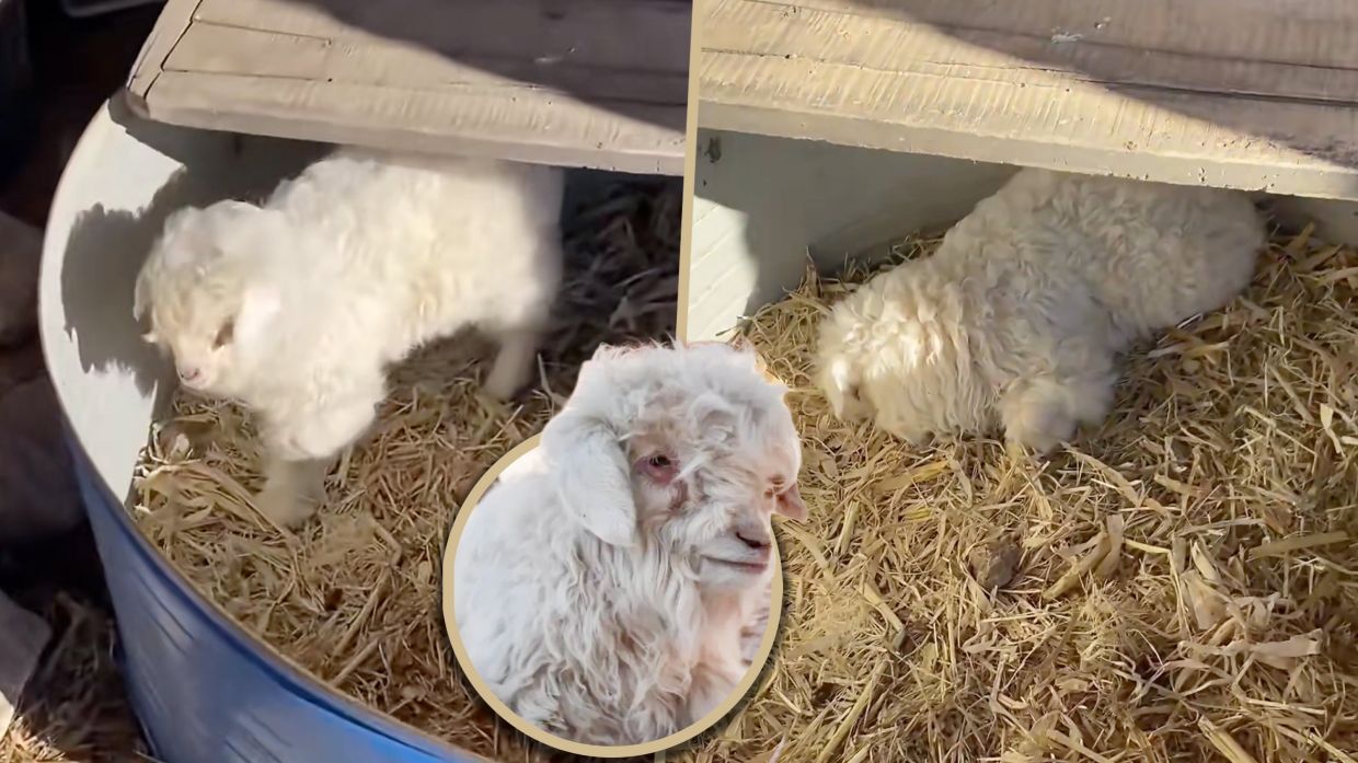 China ‘drama queen’ lamb goes viral for pretending to be dead when ...