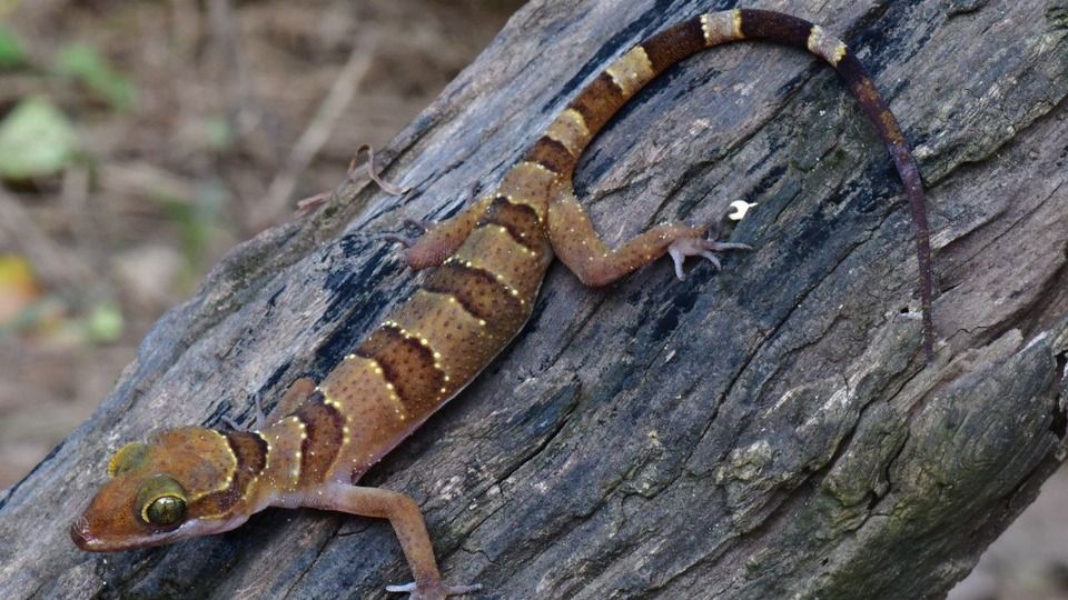 New gecko species discovered in Cambodia's nature reserve | The Star