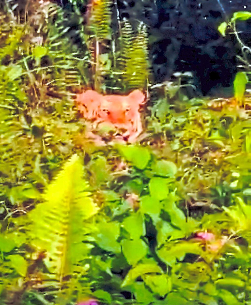 Perhilitan on the lookout for tiger sighted near village | The Star
