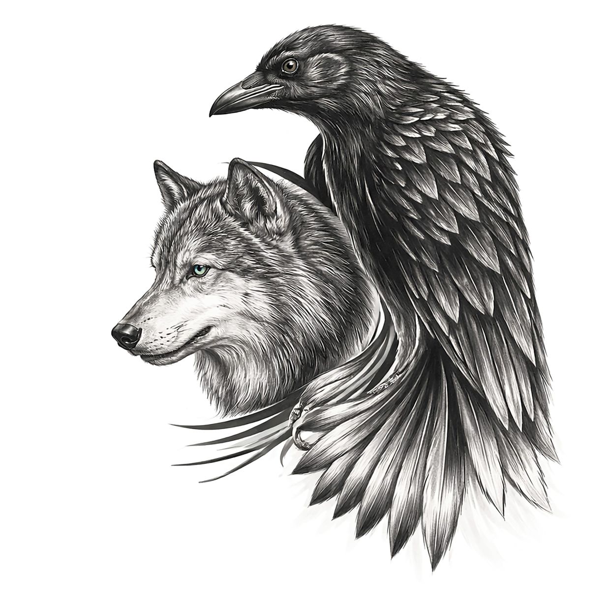 Scavenging ravens memorise vast tracts of wolf hunting grounds: study ...