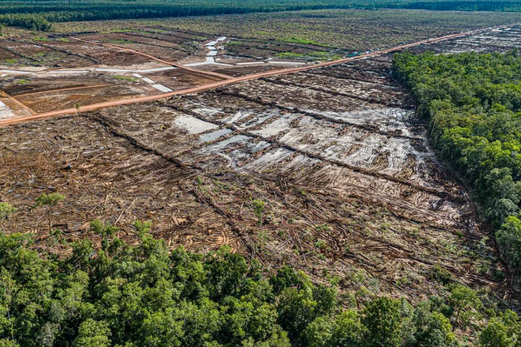 Deforestation surge and El Nino raise fears of a repeat of Indonesia’s ...