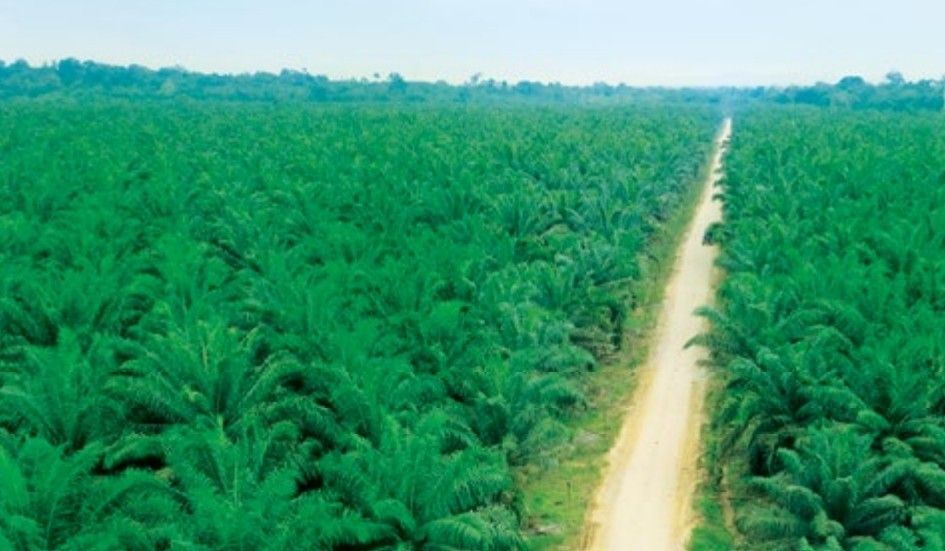 TSH proposes acquisitions to expand plantation footprint in Indonesia ...