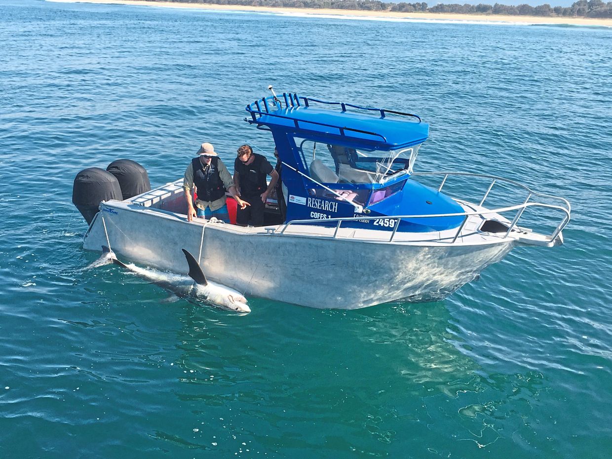 Shark nets at Australian beaches spark controversy | The Star