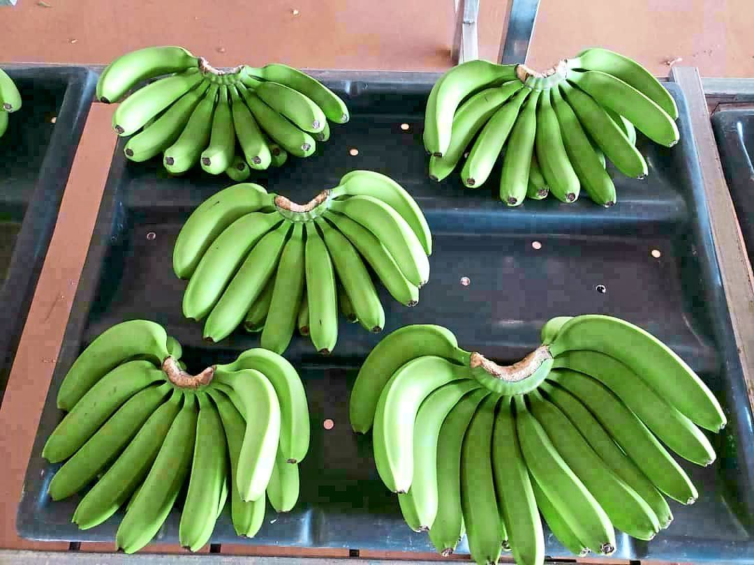 FAO scientists warn banana disease remains major threat to plantations ...