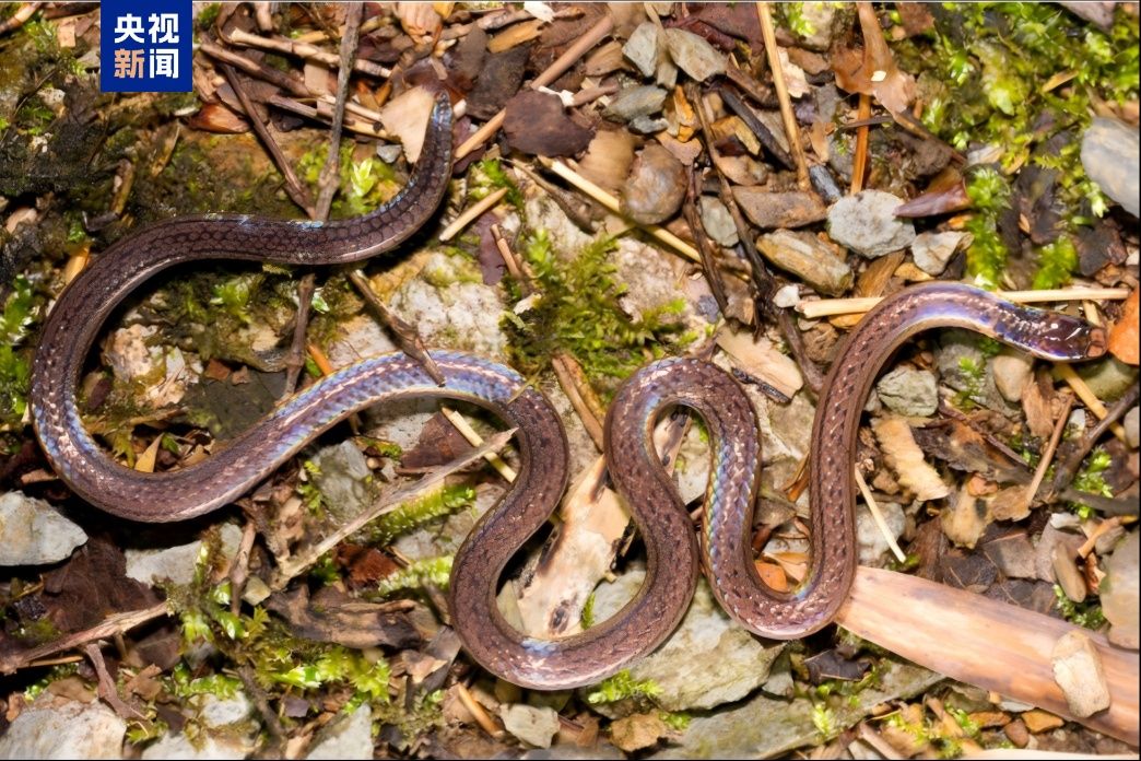 New snake species discovered in south China | The Star