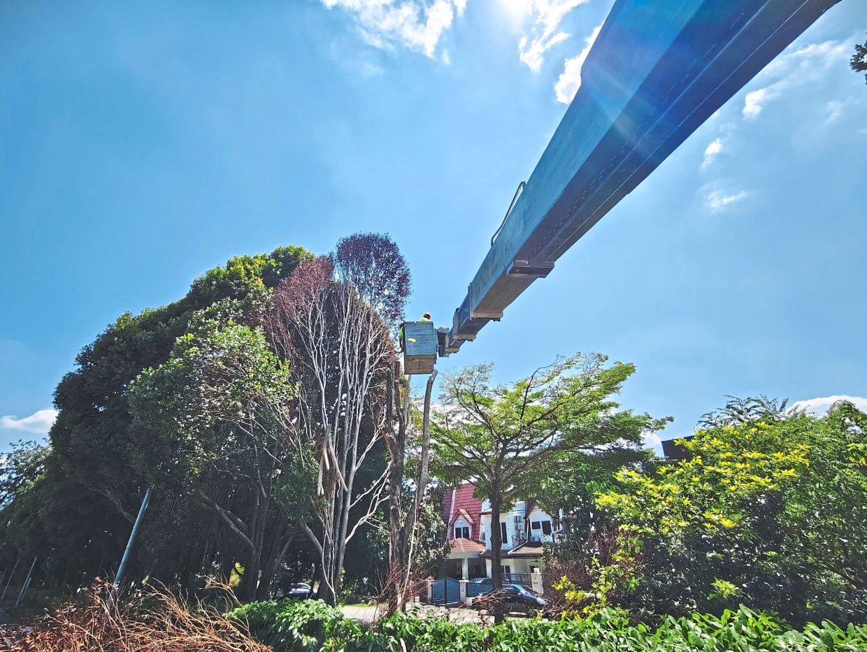 MBSJ blitz on high-risk trees | The Star