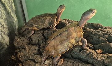Vietnam repatriates 28 rare turtles from South Korea under CITES ...