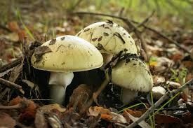 Nine Cambodian forest rangers fall ill after consuming wild fungi | The ...