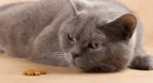 Cat feeding habits shaped by smell, says study | The Star