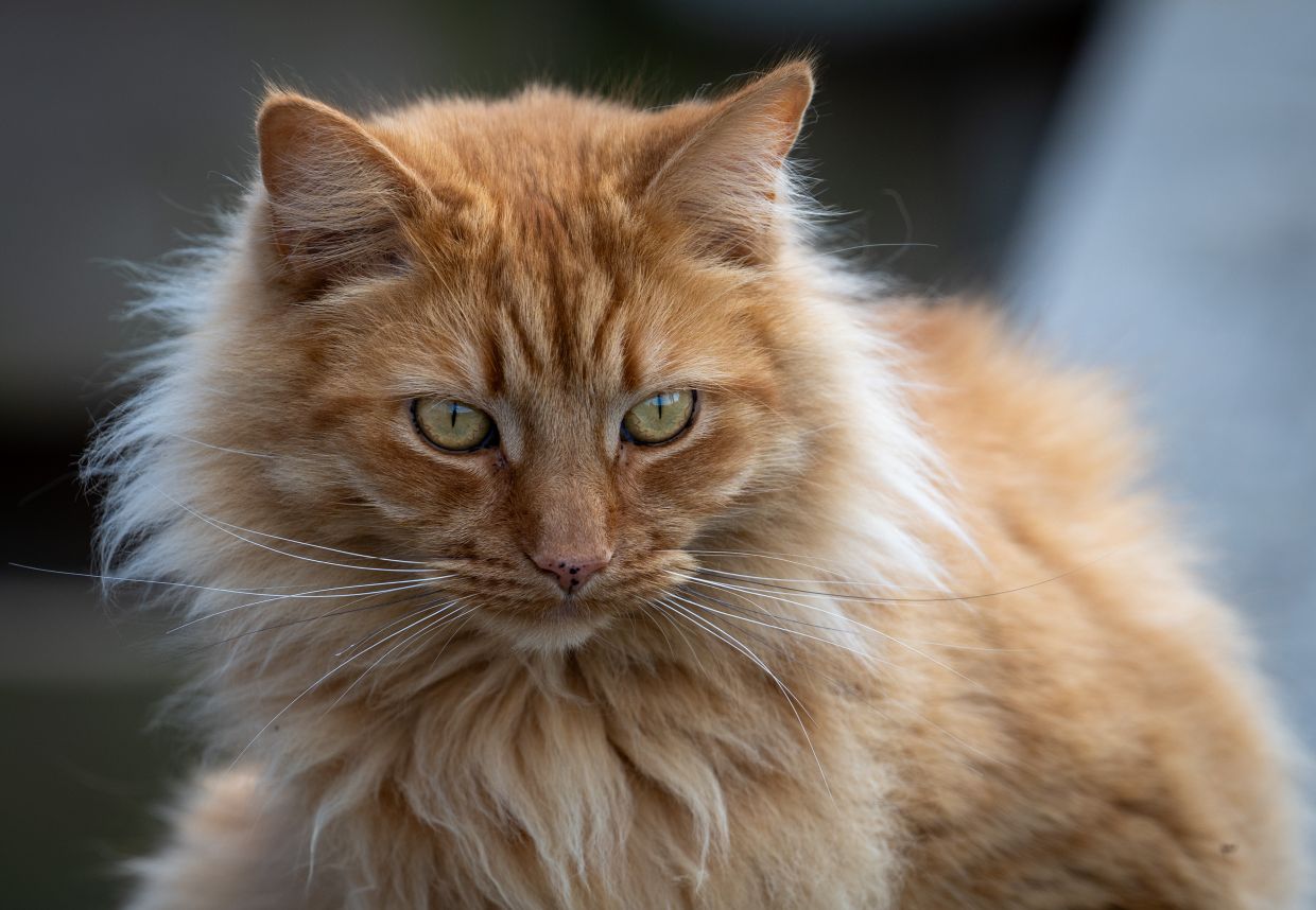 How to keep your cat happy while you are away on holiday | The Star