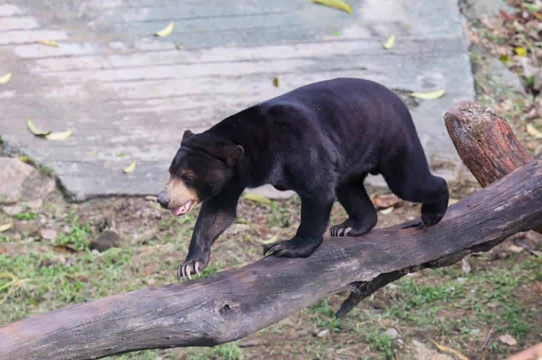 Villagers fear sun bear on the prowl | The Star