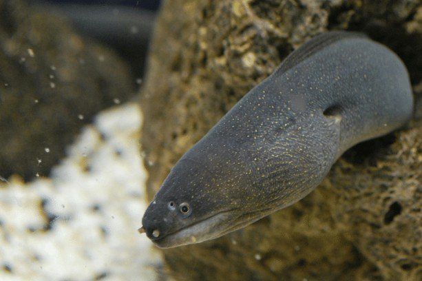 Fully farmed eels to be sold for first time | The Star