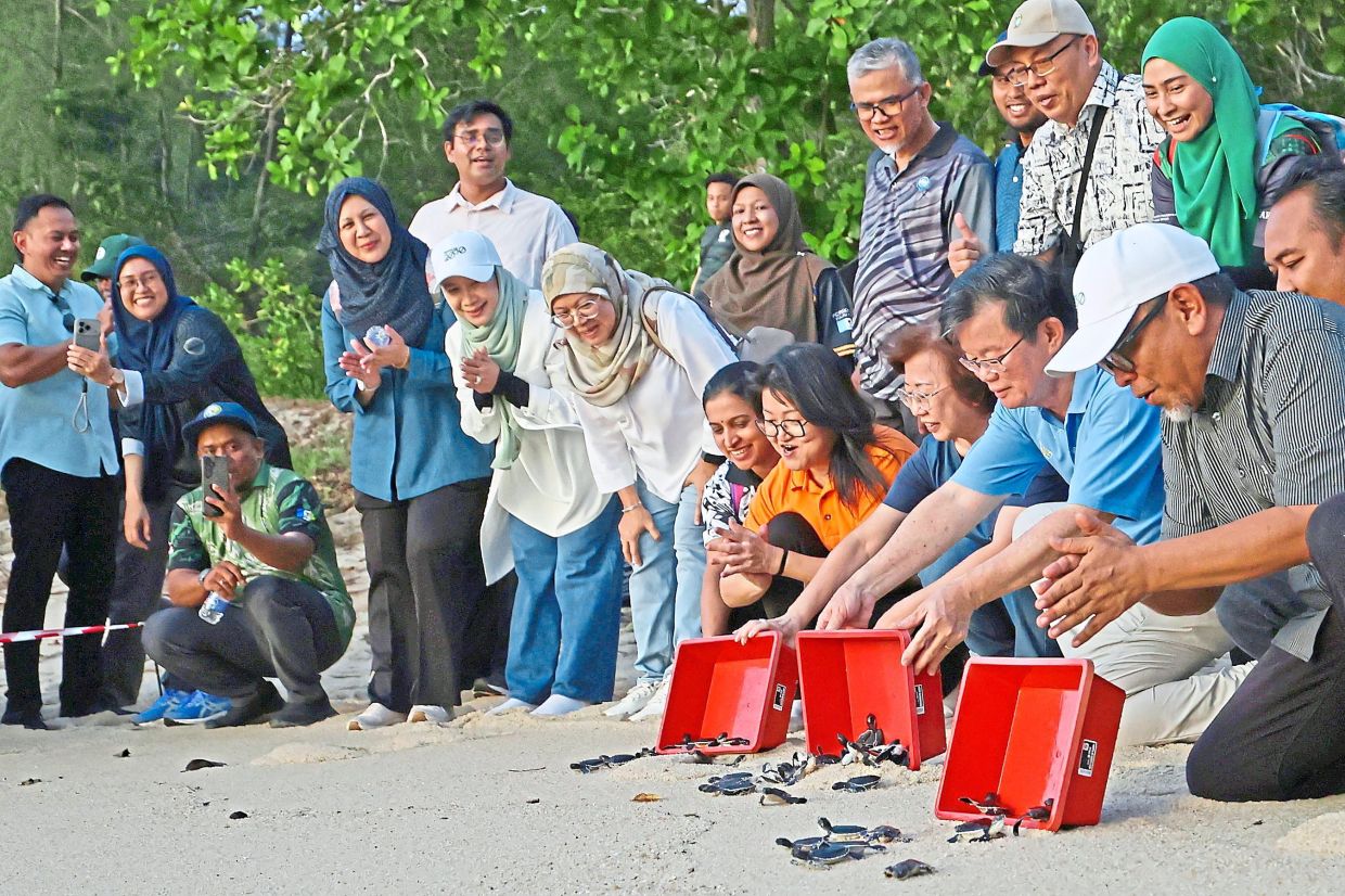 Turtles hatched 20 years ago return to lay eggs | The Star