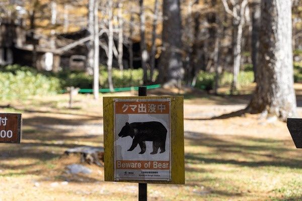 Human body parts found in bear’s stomach in Japan’s Yamagata confirmed ...