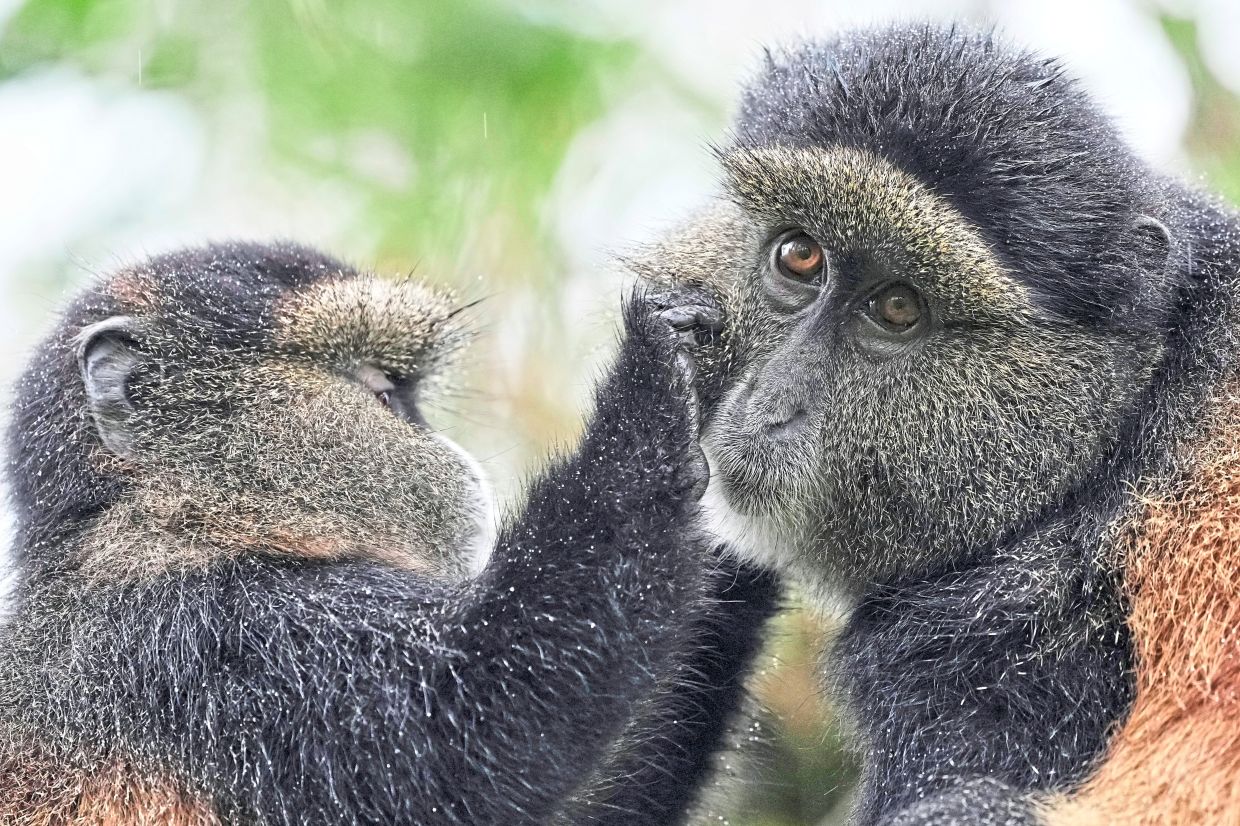 How collecting DNA samples in the wild could transform conservation ...