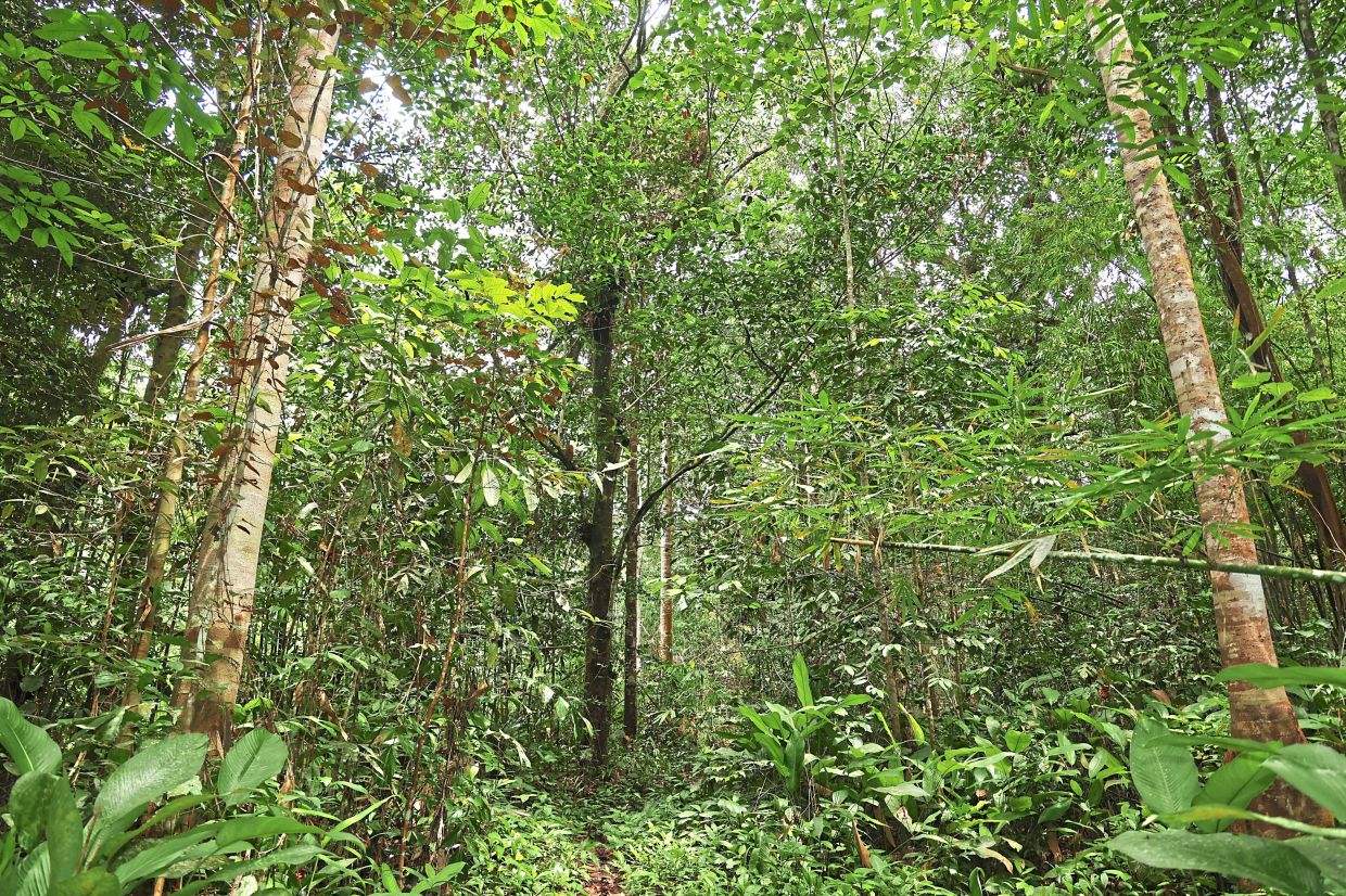 Forests, business and two ways of seeing the world | The Star