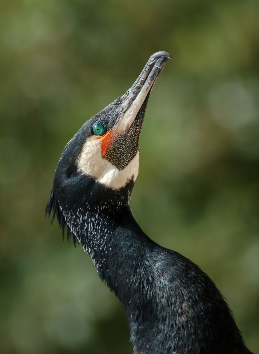 The great cormorant bird is eating too much fish, with some calling for ...