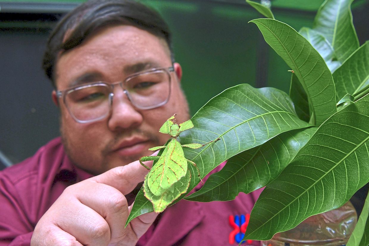 Researcher: Leaf insects may hold clues to forest health | The Star