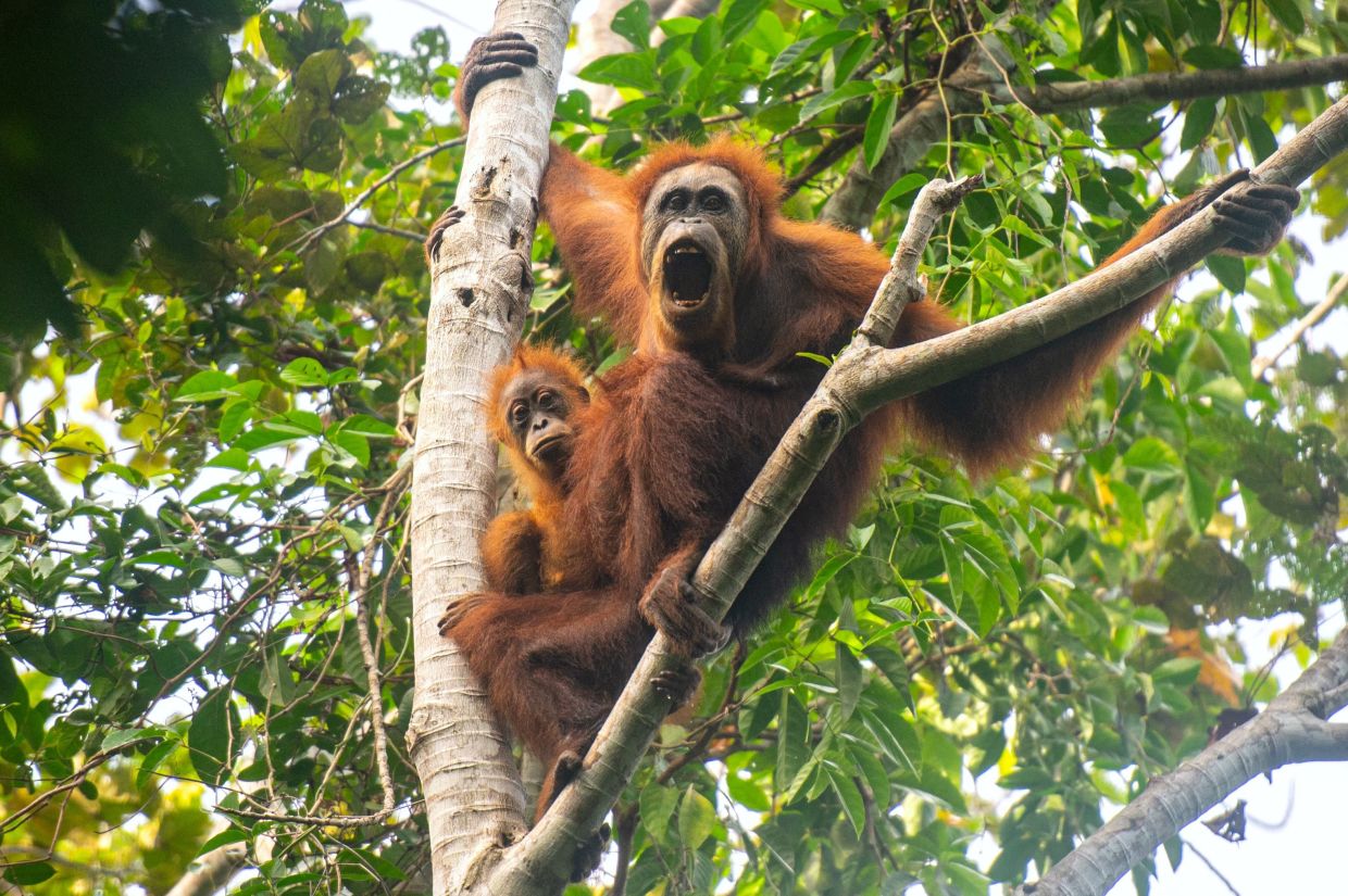 Deadly Indonesia floods wiped out at least 7% of rare orangutan ...