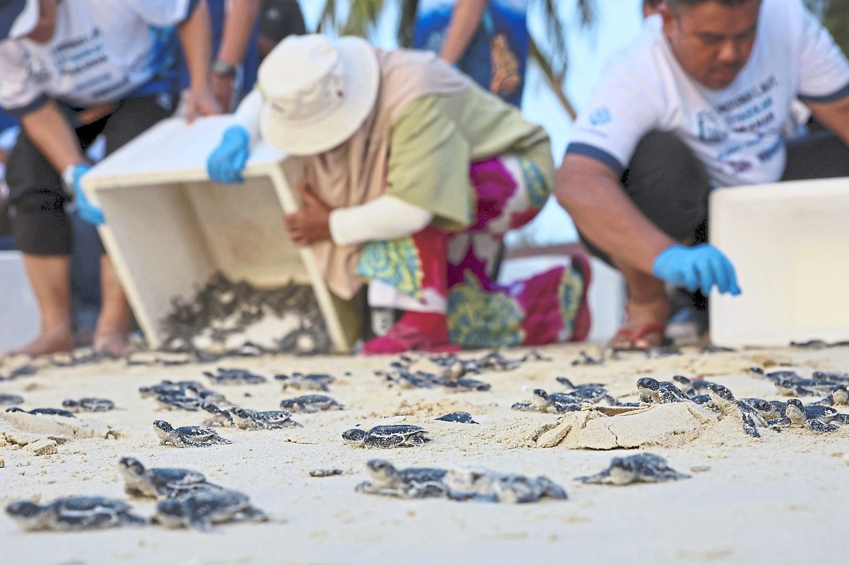 Time to turn the tide on threatened sea turtle species | The Star