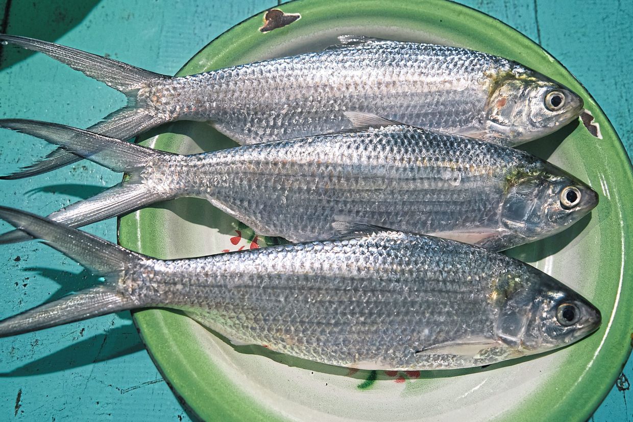 UMK develops tech to soften terubuk fish bones | The Star