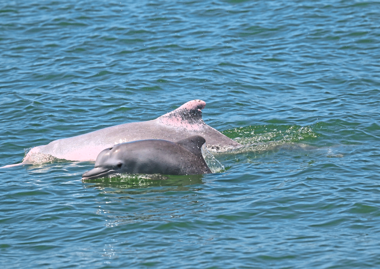 Sentinels of ocean health | The Star